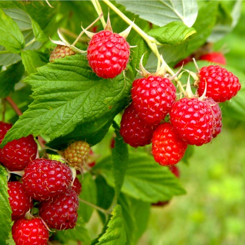 10 'Autumn Bliss' Red Raspberry Canes / Rubus Idaeus 'Autumn Bliss' Big ...