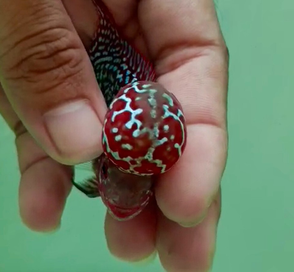 1 Male-Live Aquarium Flowerhorn Fish High Quality-Flowerhorn Short Red ...