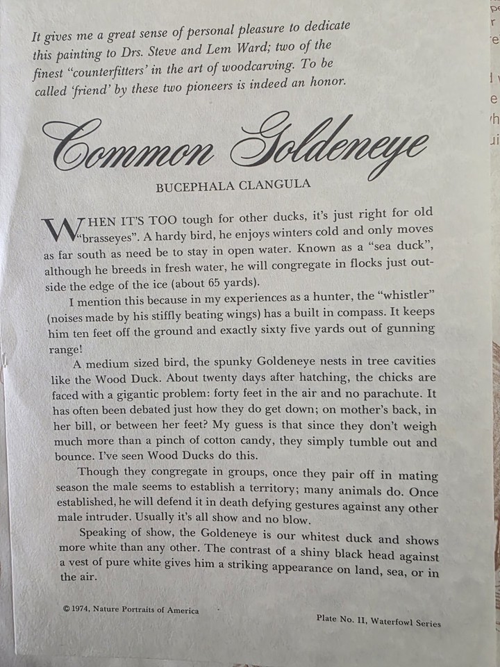 Donald G. Whitlatch Common Goldeneye Limited Edition Signed Framed ...