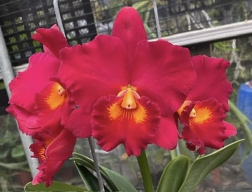 Pot. Paradise ruby ‘red’ Cattleya orchid | eBay Australia