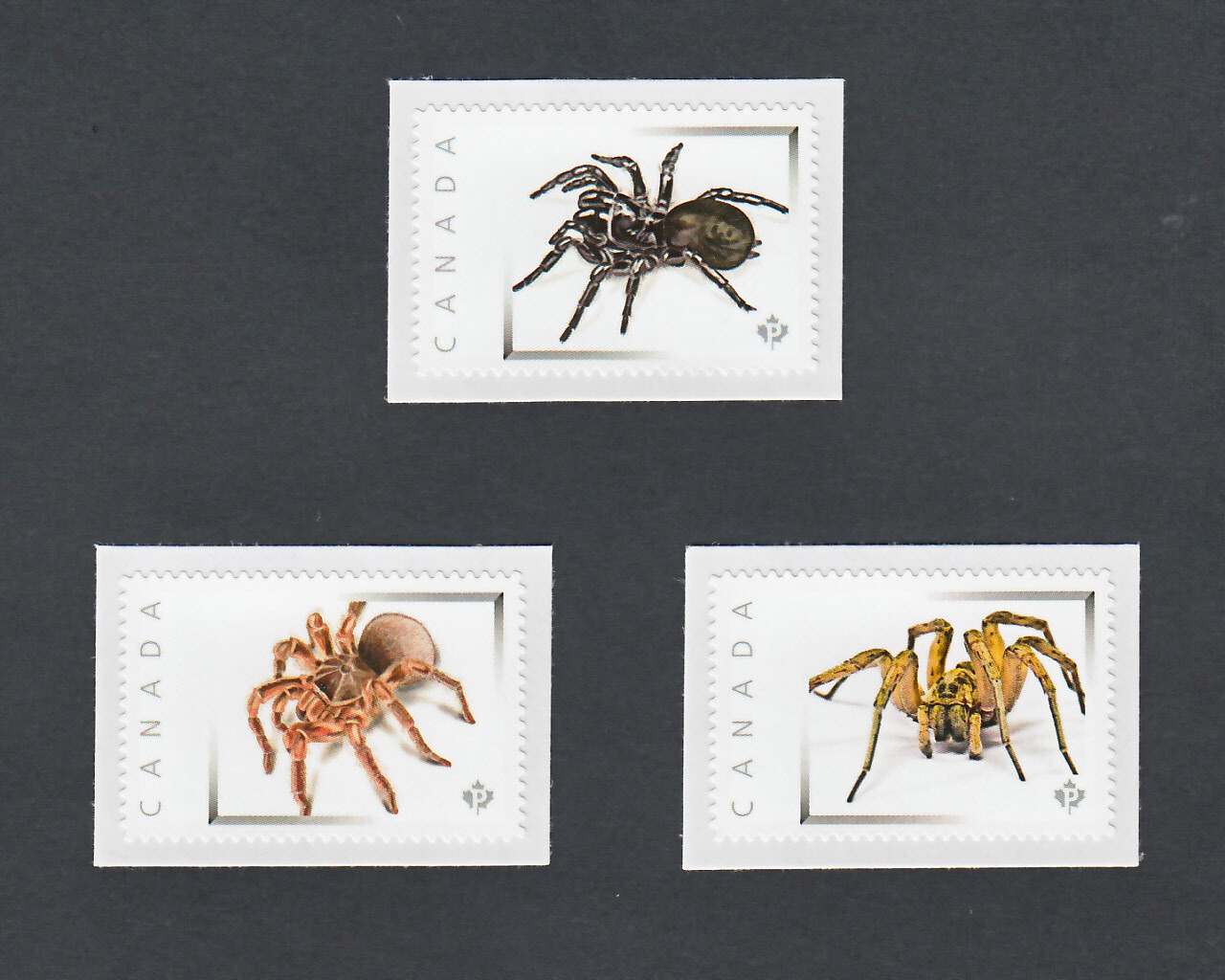 lq. SPIDERS = ARACHNID = set of 3 Picture Postage stamps MNH Canada ...