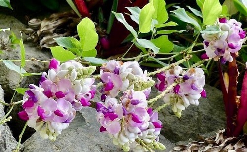 Snail Vine Seeds ~ Vigna Caracalla ~ Fragrant ~ Garden ~ Exotic ...