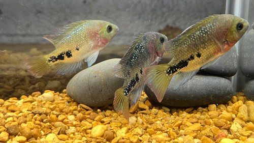 Synspilum Cichlid 2", aka Redhead / Firehead Cichlid | eBay