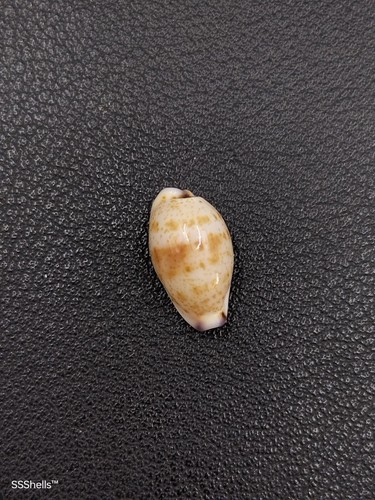 Rare Cypraea purpuradusta fimbriata Sea shells 14mm Cowrie Collector ...