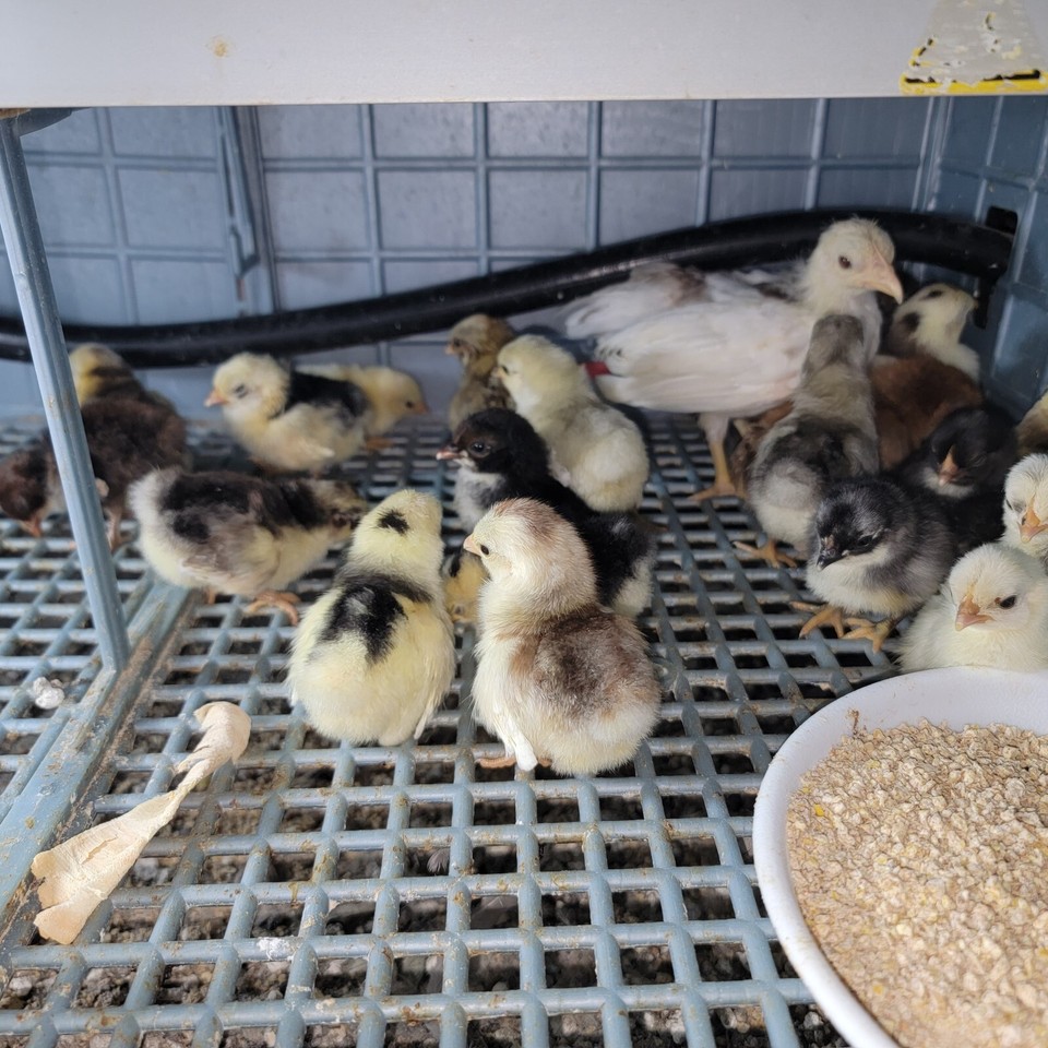 6 Serama Bantam Hatching Eggs 4-H Kikiriki Teacup Chicken | eBay