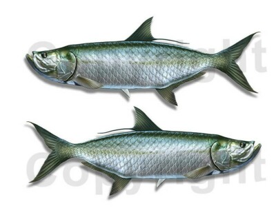 Tarpon Stickers Fish Decals Fishing Stickers F087 2 Pack | eBay