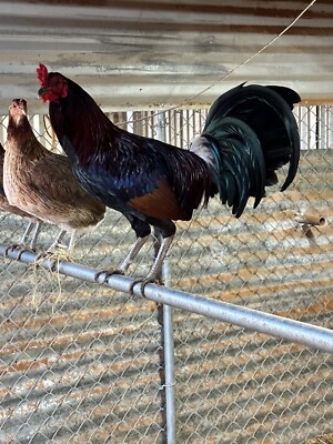 Livestock Supplies - Gamefowl