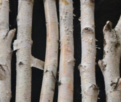 White Birch Small Logs/Branches Decor, Crafts, DIY, Holiday Centerpiece ...