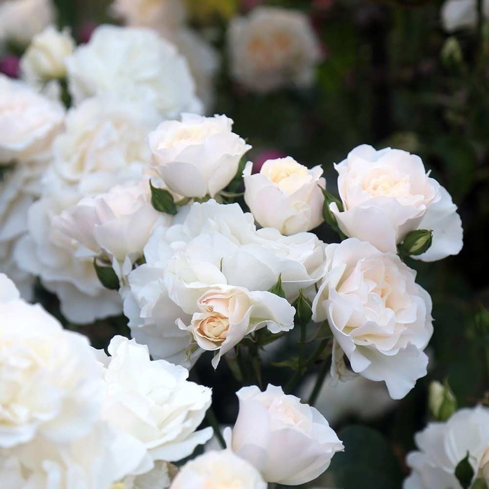 White Climbing Rose Bush - Cloud 10™ Live Rose Plant for Planting ...