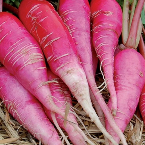 Winter Radish Seeds China Rose – 400 Fresh Radish Seeds Grow Indoors ...