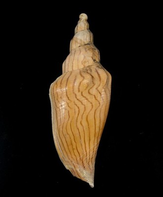 SEASHELL -Fulgoraria ericarum- BIG 137MM, VIETNAM | eBay
