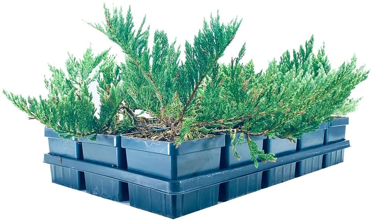 Juniperus Horizontalis Blue Chip