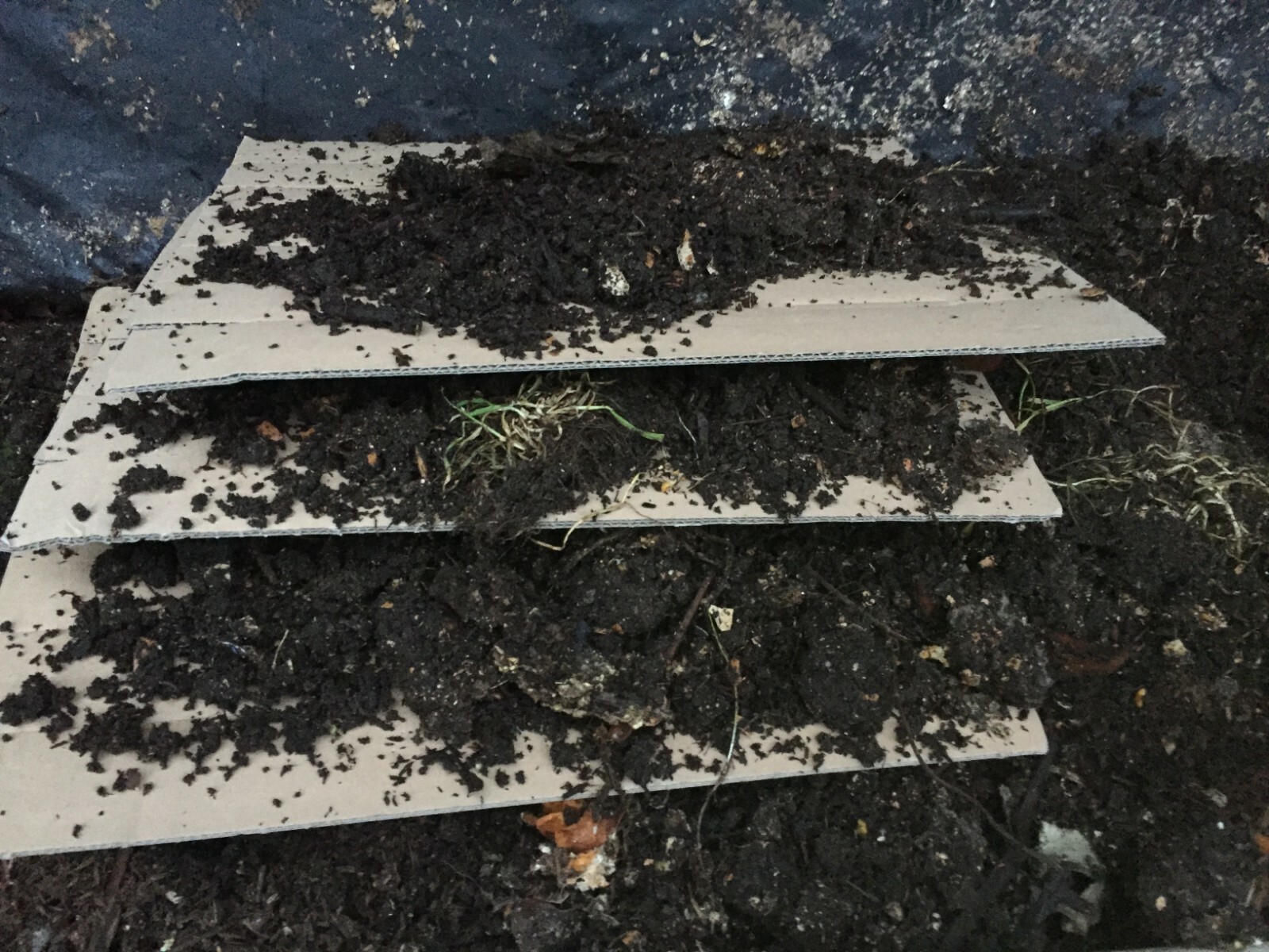 Live Brine vinegar eels,shrimps , micro worms,Turbatrix aceti,daphnia ...