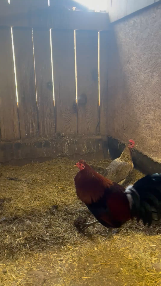 american gamefowl eggs Pure Dead End Blueface hatch | eBay