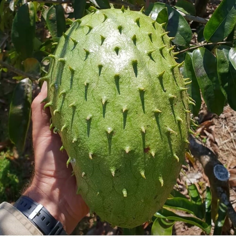 25+ Seeds Golden soursop seeds (annona muricata) var. Golden free ...