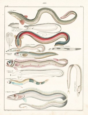 Eels Bandfisch Aeels Ribbonfish Degenfisch Scabbardfish Lithograph Oken ...