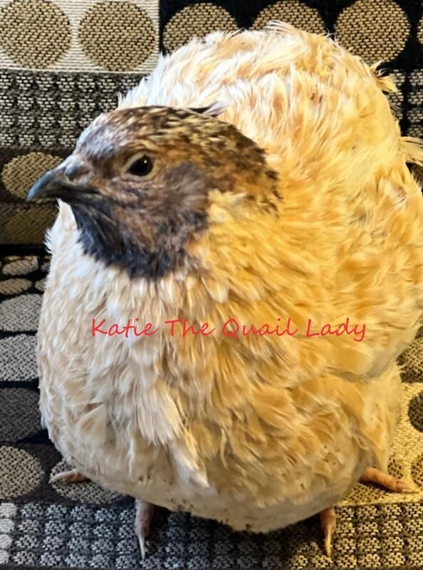 48 Jumbo Quail Hatching Eggs W/ XXL White, Pansy, Rosetta, Pearl ...