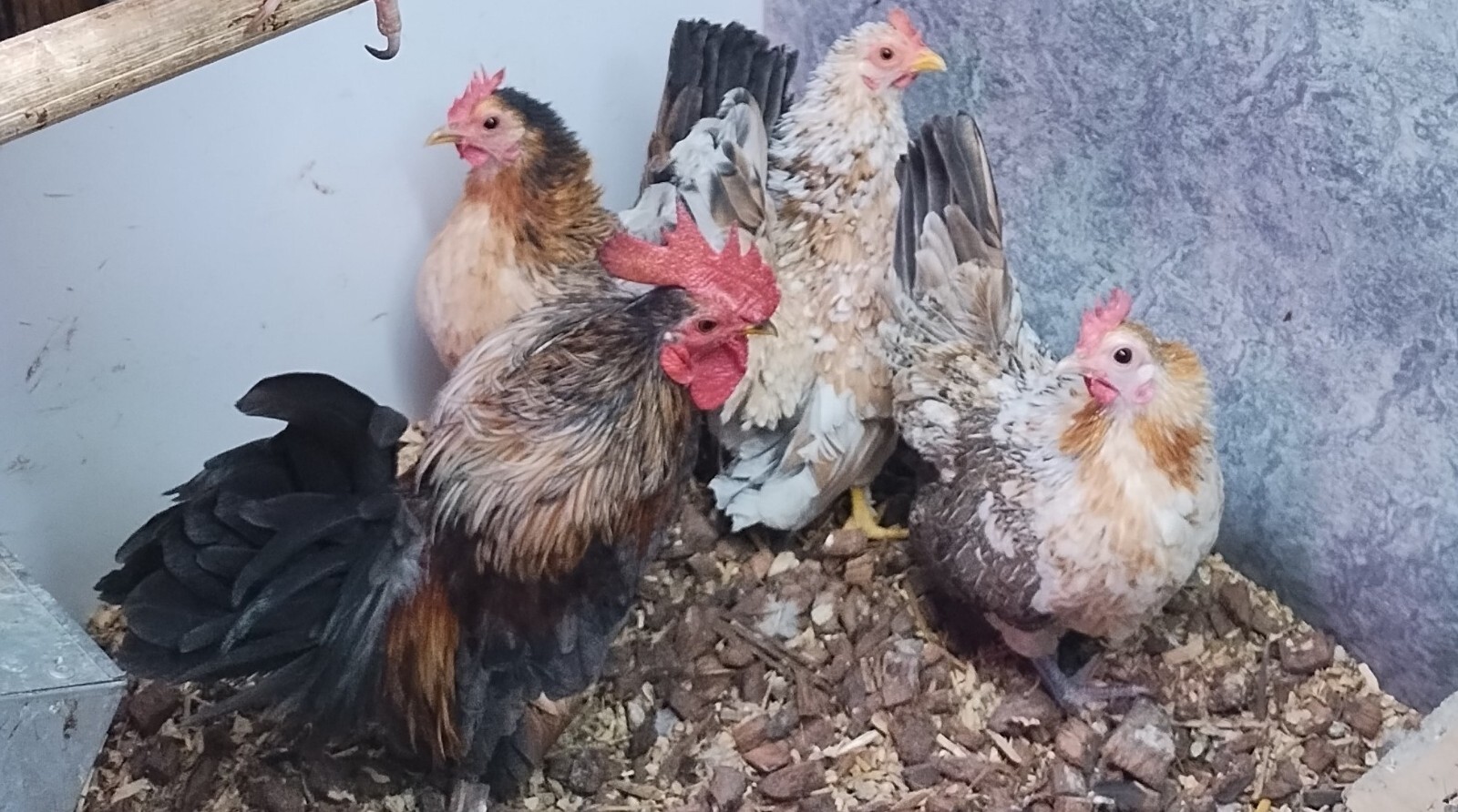 Serama Micro Smallest Chicken FRESHLY Layed Hatching Eggs 6+1 Mix Of ...