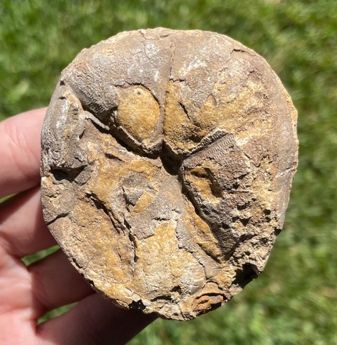 Texas Fossil Echinoid Macraster sp. XL Size Cretaceous Dinosaur Fossil ...