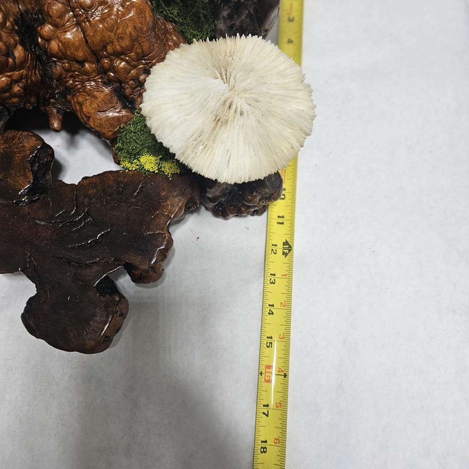 Vintage Coral Mushroom Burl Wood Lamp 24" Tall Moss Seashell Driftwood ...