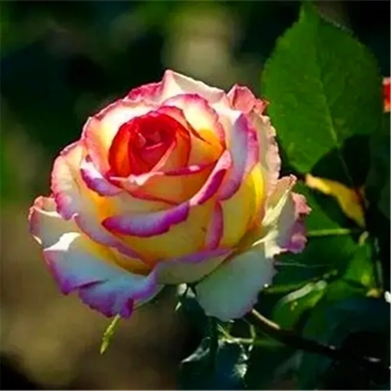 20 EXOTIC RARE ROSE SEEDS home garden flower plant bush diy sun Rosas ...