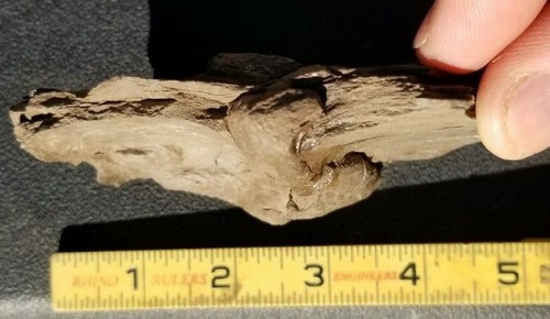 Jurassic Dinosaur Footprint, Anomoepus, High-relief Trace Fossil, Free ...