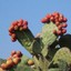 NOPAL RED FRUIT nopalina nopalea exotic edible cactus sweet juice seed ...
