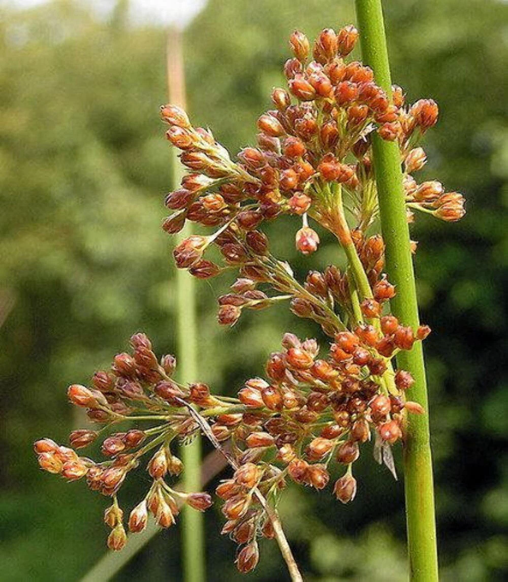Juncus Acuminatus
