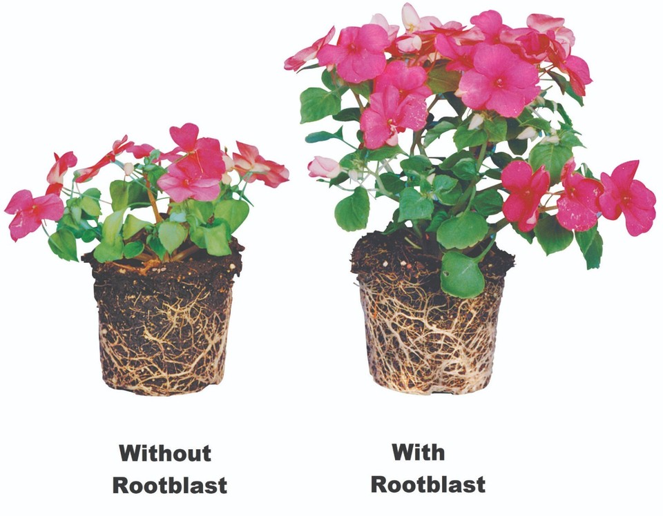 Rootblast - Plant Growth Formula | eBay