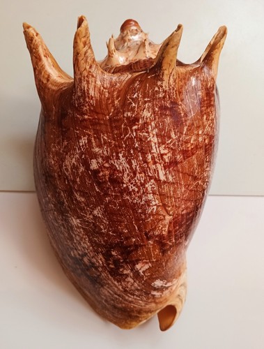 Sea shell Voluta imperialis 211mm / 8.3 inches, F++, SUPER LARGE ...