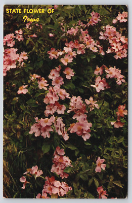 State Flower of Iowa IA Wild Rose Vintage Postcard A17 | eBay