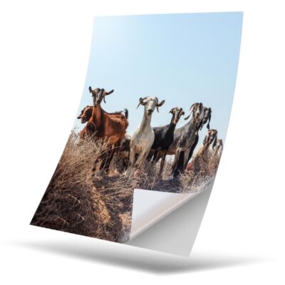 1 x Vinyl Sticker A4 - Herd of Goats Wild Animal Goat #45318 | eBay UK