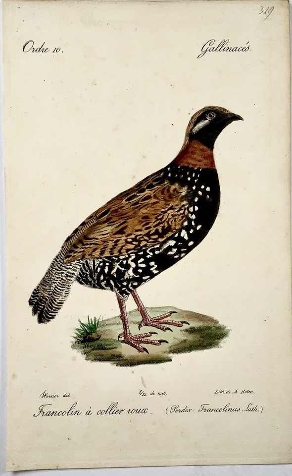 1820 Francoline, after Werner by Belin, stone lithograph, birds. hand ...