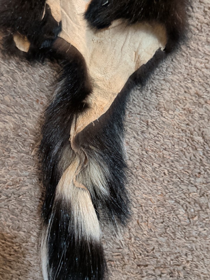 Wild Skunk Fresh Tanned Hide Soft Leather Craft Pelt Fur Lots Of White ...