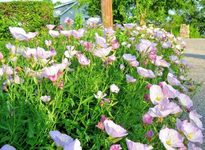501+SHOWY Mexican EVENING PRIMROSE Seeds Groundcover Container Flower ...