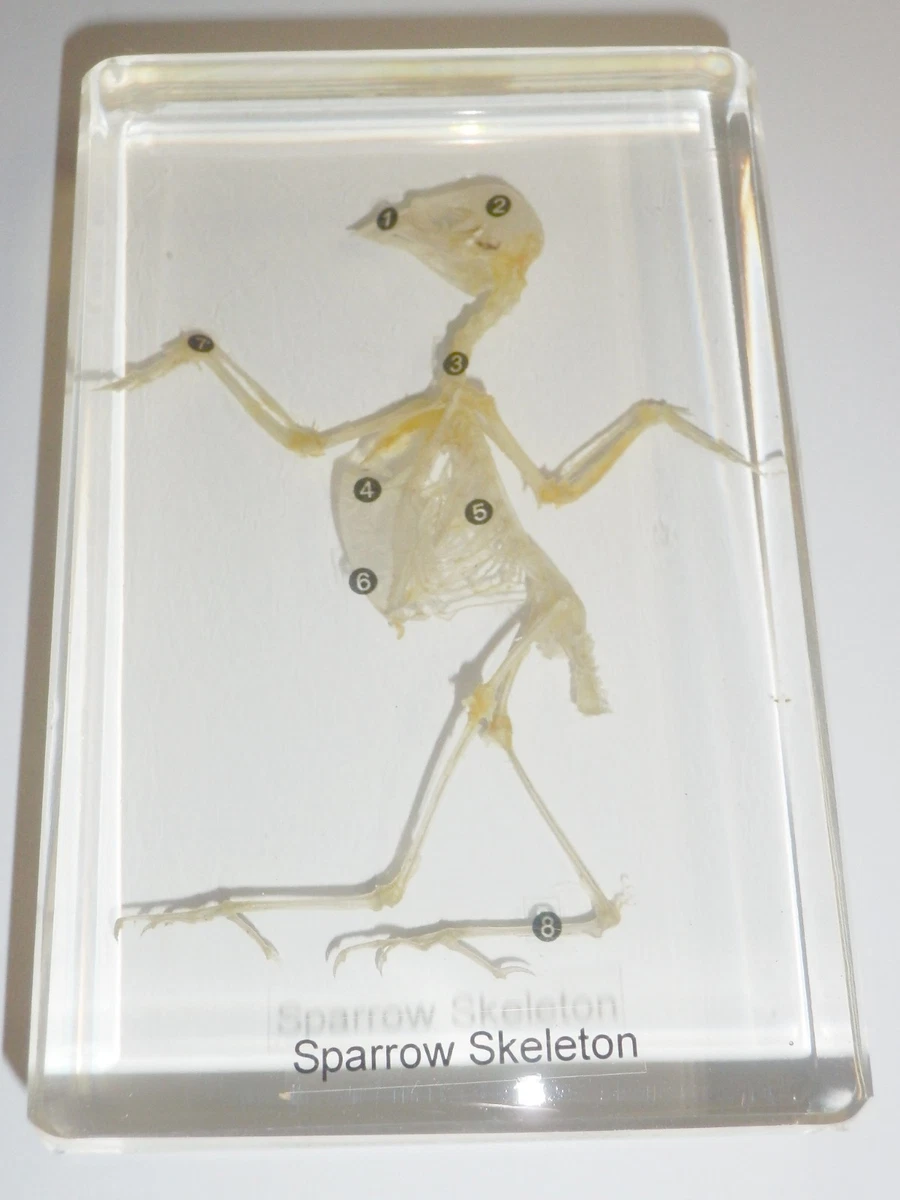 Sparrow Skeleton
