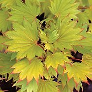 Jordan Japanese Fullmoon Maple Shirasawanum 2 - Year Live Plant | eBay