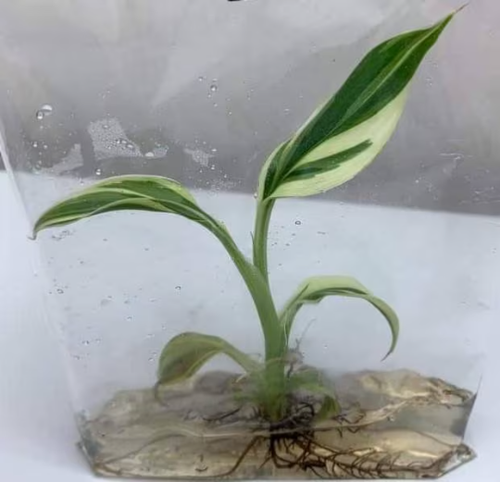 🍌Rare Musa NONO Banana Variegated Tissue Culture Plants (Random) with ...