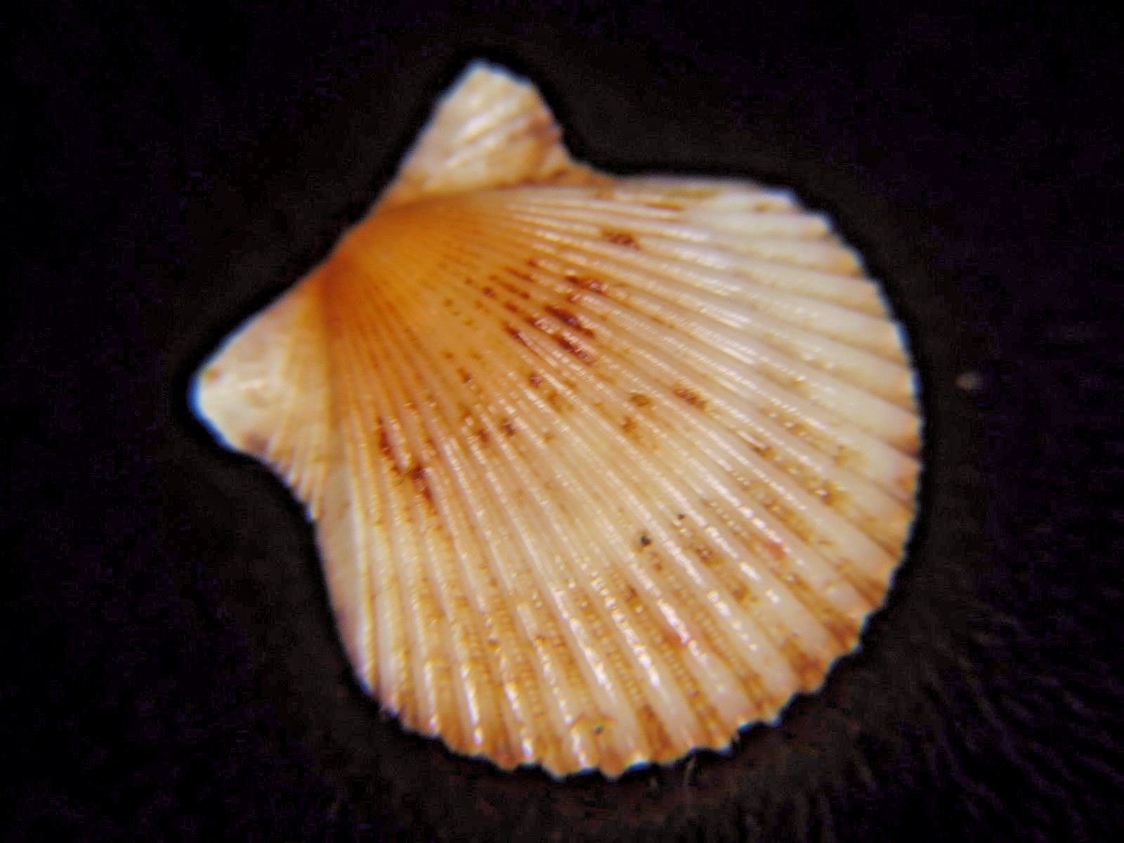 PECTEN "AEQUIPECTEN" GIBBUS: DARK ORANGE COLOR @ 18.2MM! | eBay
