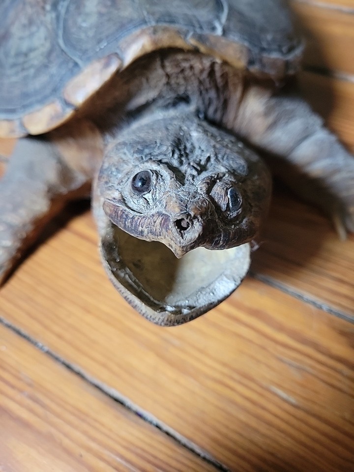 snapping turtle taxidermy | eBay
