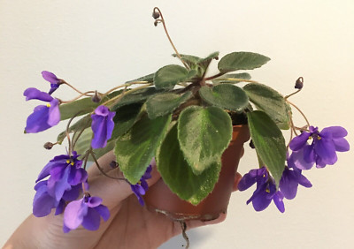 African Violet Plant- "Imp's Blue Arsenic" | eBay