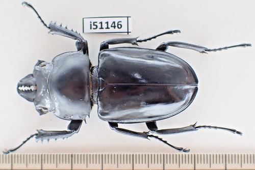 i51146. Insects, Lucanidae: Neolucanus sp. Vietnam, Ha Giang | eBay