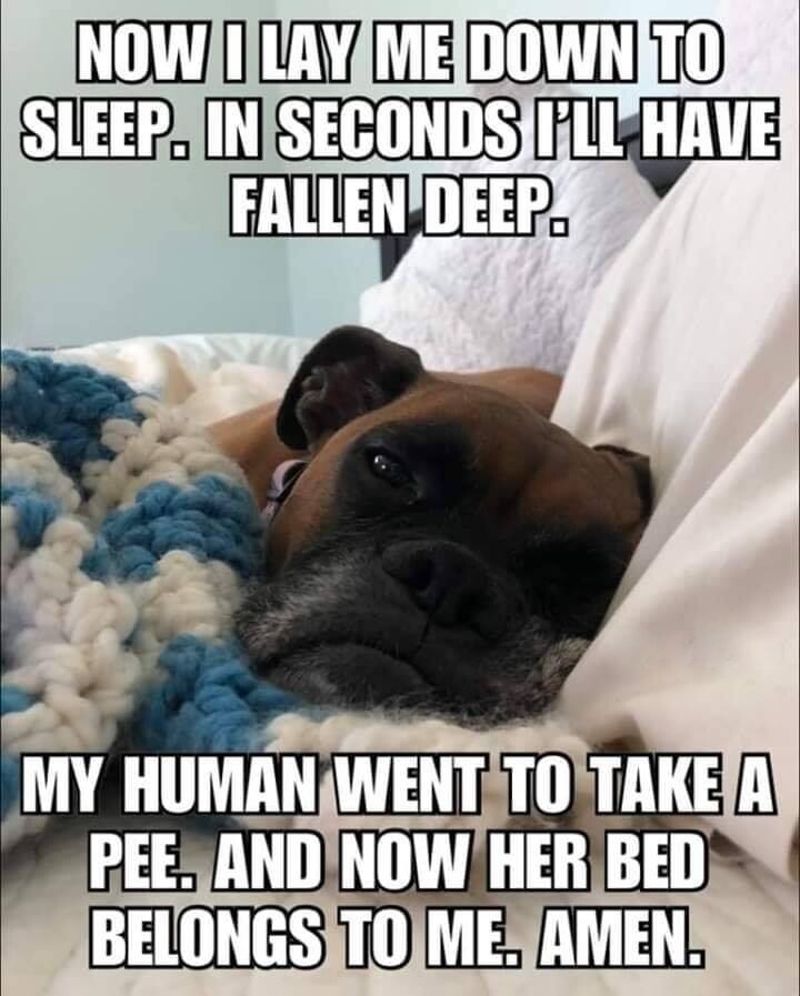 Memes With Boxer Boxers Memes & GIFs Imgflip