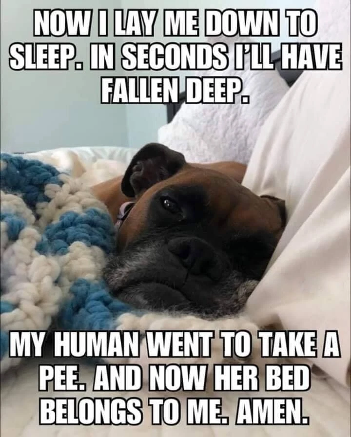 Funny Boxer Dog Meme