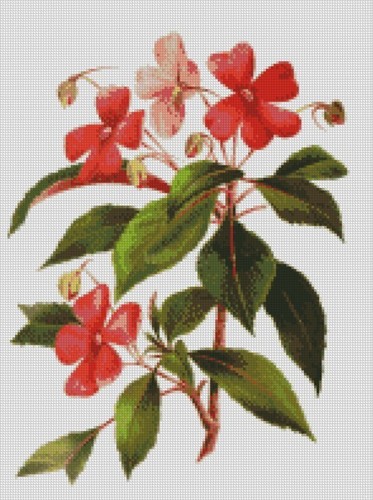 Cross Stitch Pattern, Busy Lizzie, Bizzy, Lizzy, Flower, Bloom, Garden ...