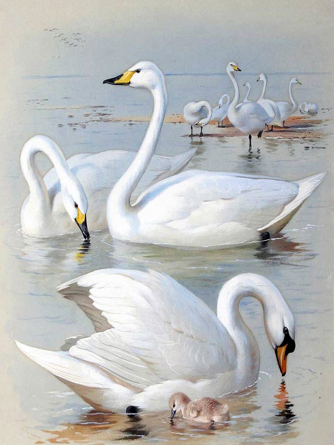 White Swans Tile Mural Kitchen Bathroom Wall Backsplash Ceramic 6x8 | eBay