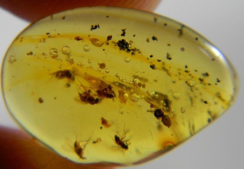Amber Dominican Republic Flies Rare Insect Collectible Stone Gem 0.7g ...