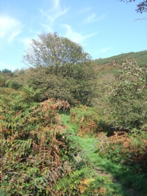 Photo 6x4 Path through bracken at Woodcombe Sand East Prawle The path ...