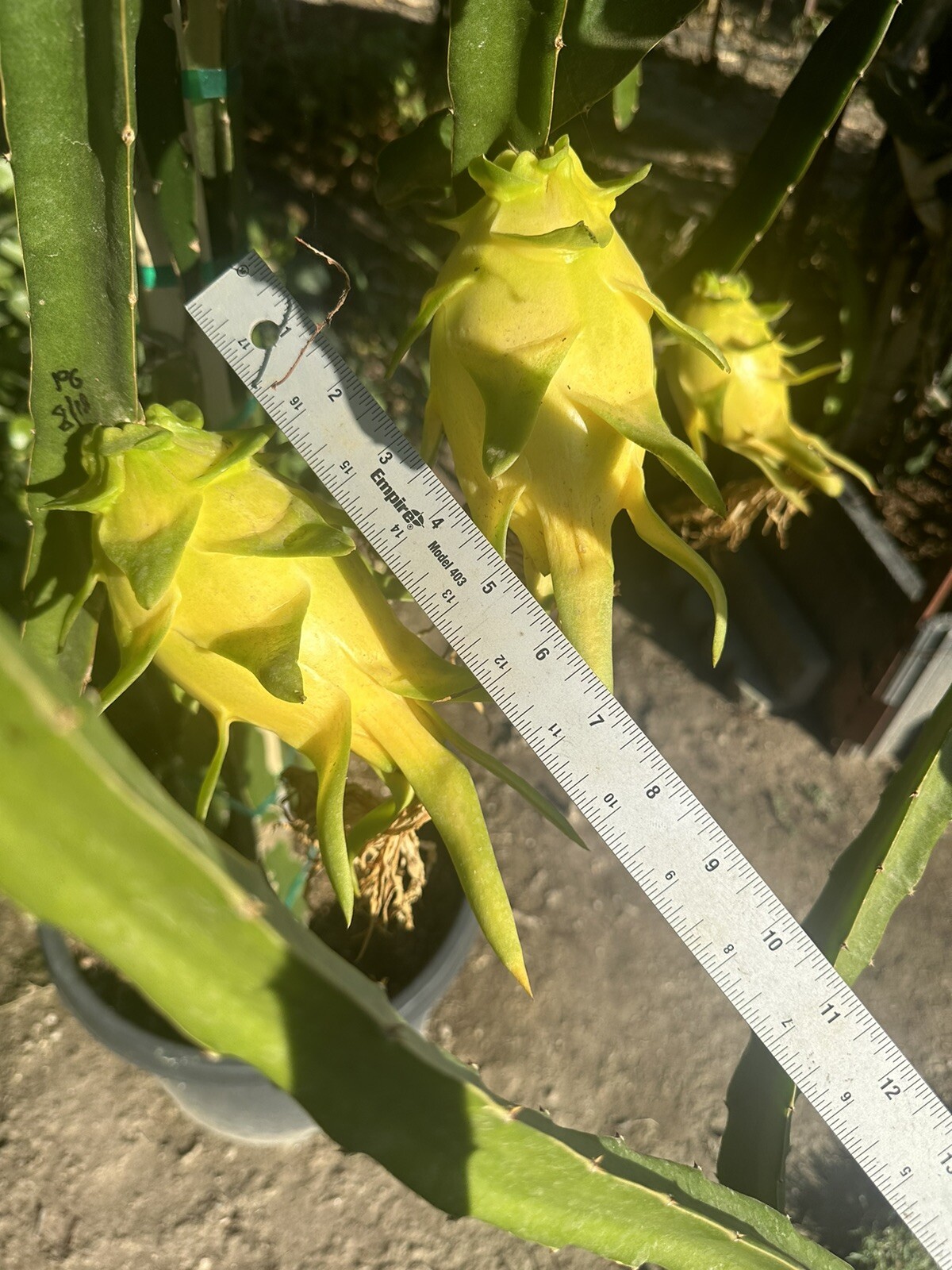 Dragon Fruit “Isis Gold “ Yellow Dragon Fruit 8-12Inches | eBay