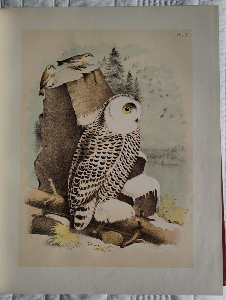 The Birds of North America 1903 Jacob Studer 119 Artistic Colored ...